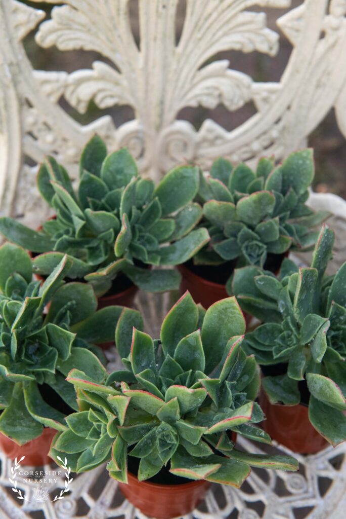 Aeonium “OZ” – Haworthii Hybrid – Well rooted, potted succulent – UK ...