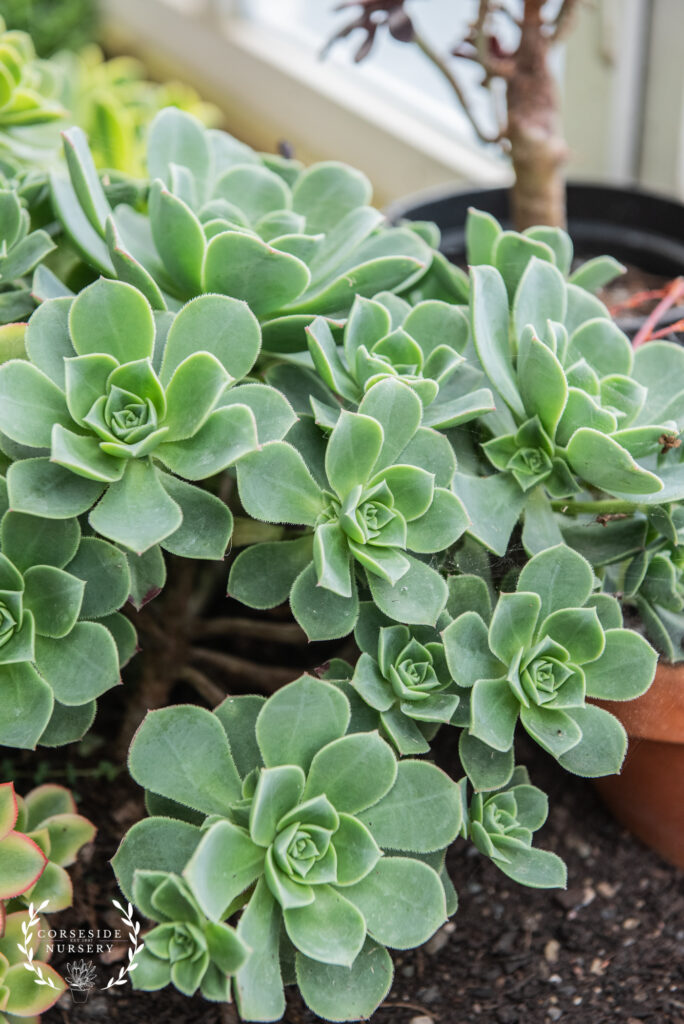 Aeonium “OZ” – Haworthii Hybrid – Well rooted, potted succulent – UK ...