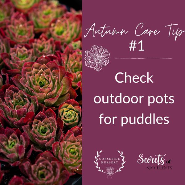 Autumn Succulent Care – Corseside Nursery Pembrokeshire – UK Succulents ...