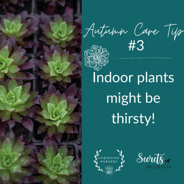 Autumn Succulent Care – Corseside Nursery Pembrokeshire – UK Succulents ...
