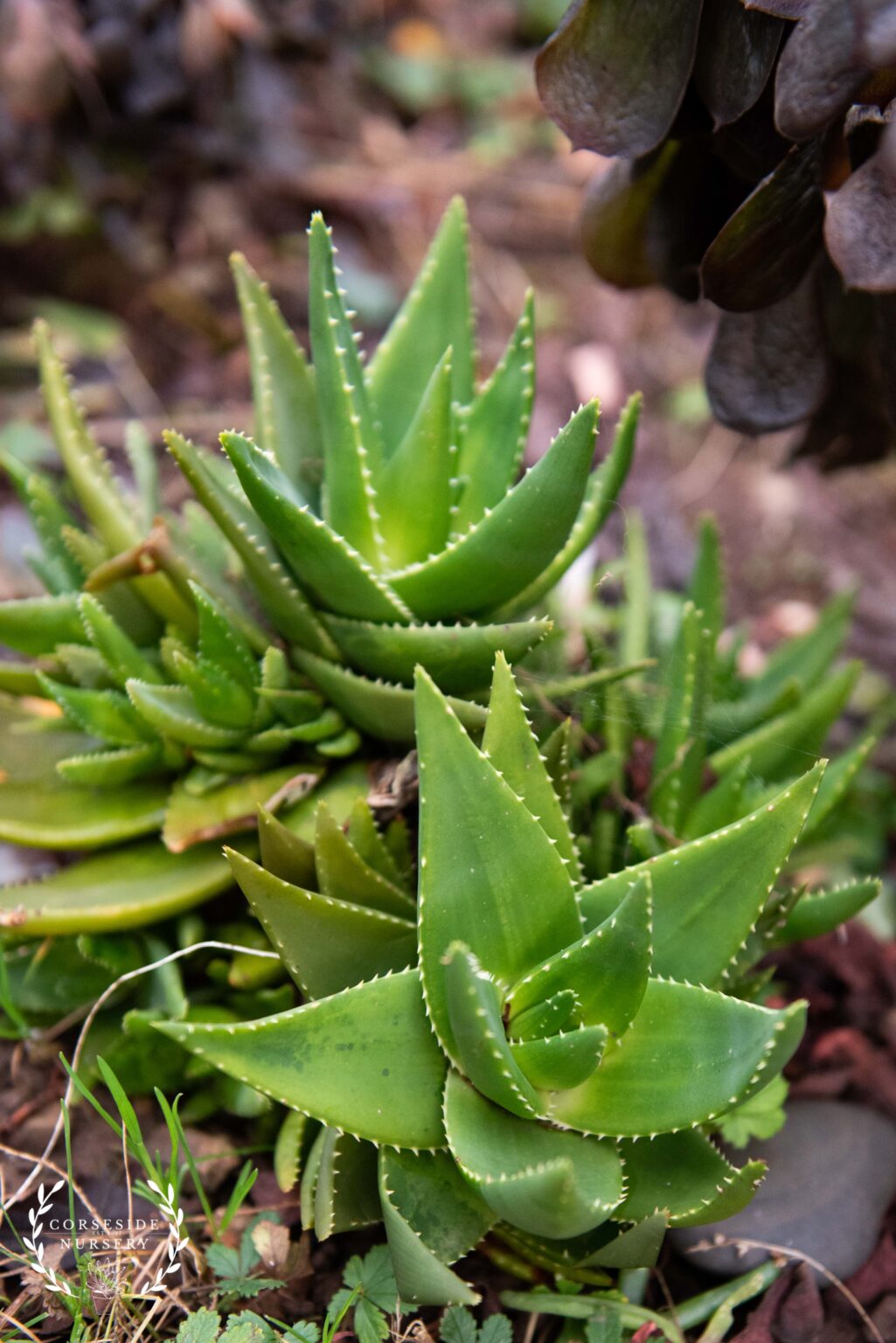 Caring for Succulents over Winter (UK) – Corseside Nursery ...