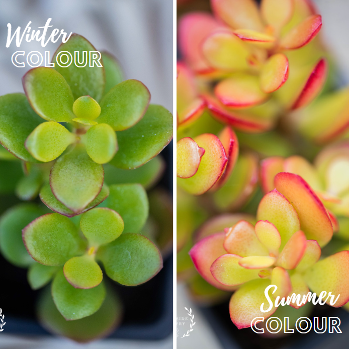 Crassula Ovata Minima – (UK Grown Succulents) – Mini Money Plant ...