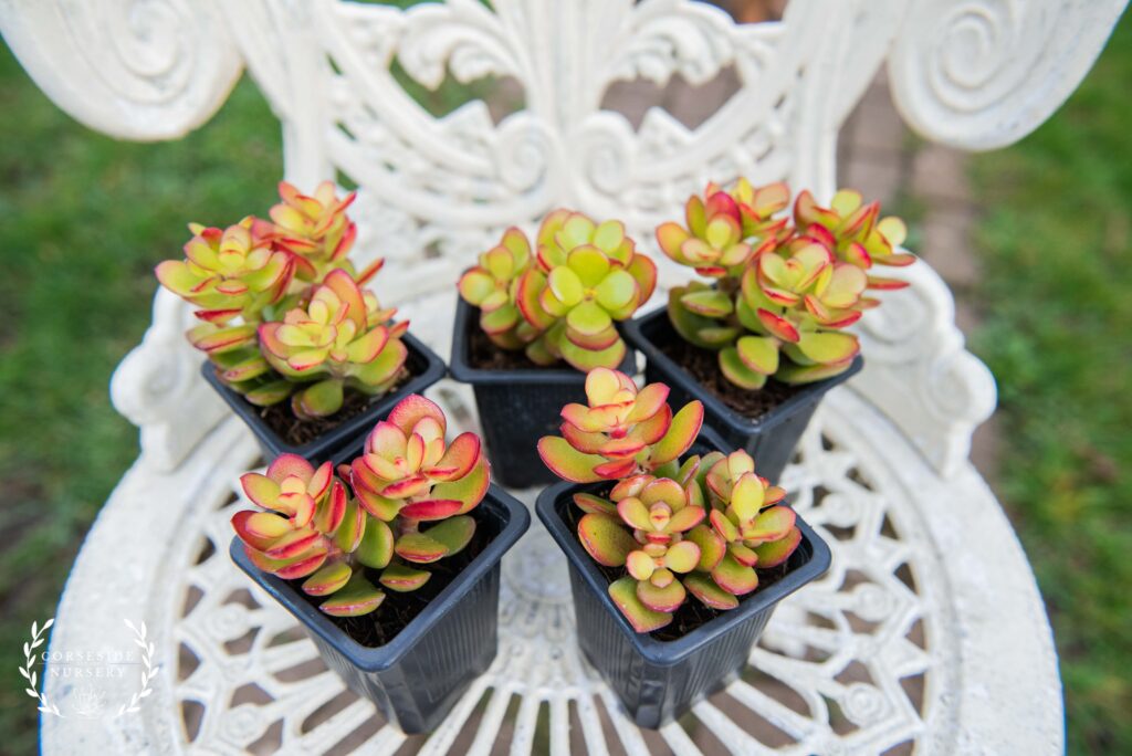 Crassula Ovata Minima – (UK Grown Succulents) – Mini Money Plant ...
