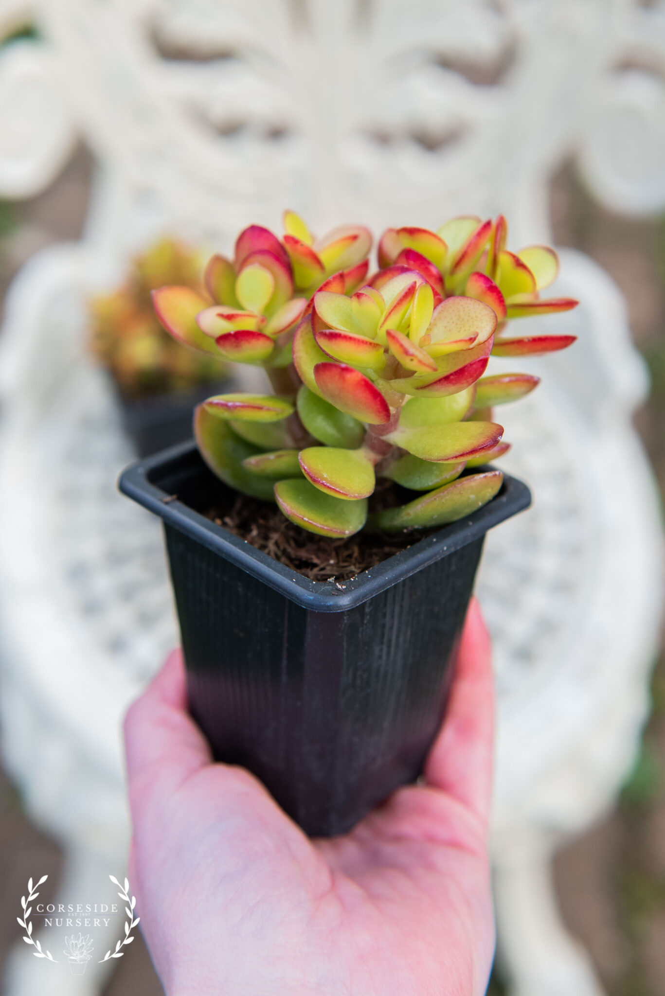 Crassula Ovata Minima – (UK Grown Succulents) – Mini Money Plant ...