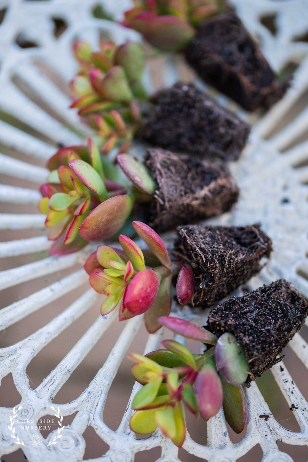 Crassula Ovata Minima – (UK Grown Succulents) – Mini Money Plant ...
