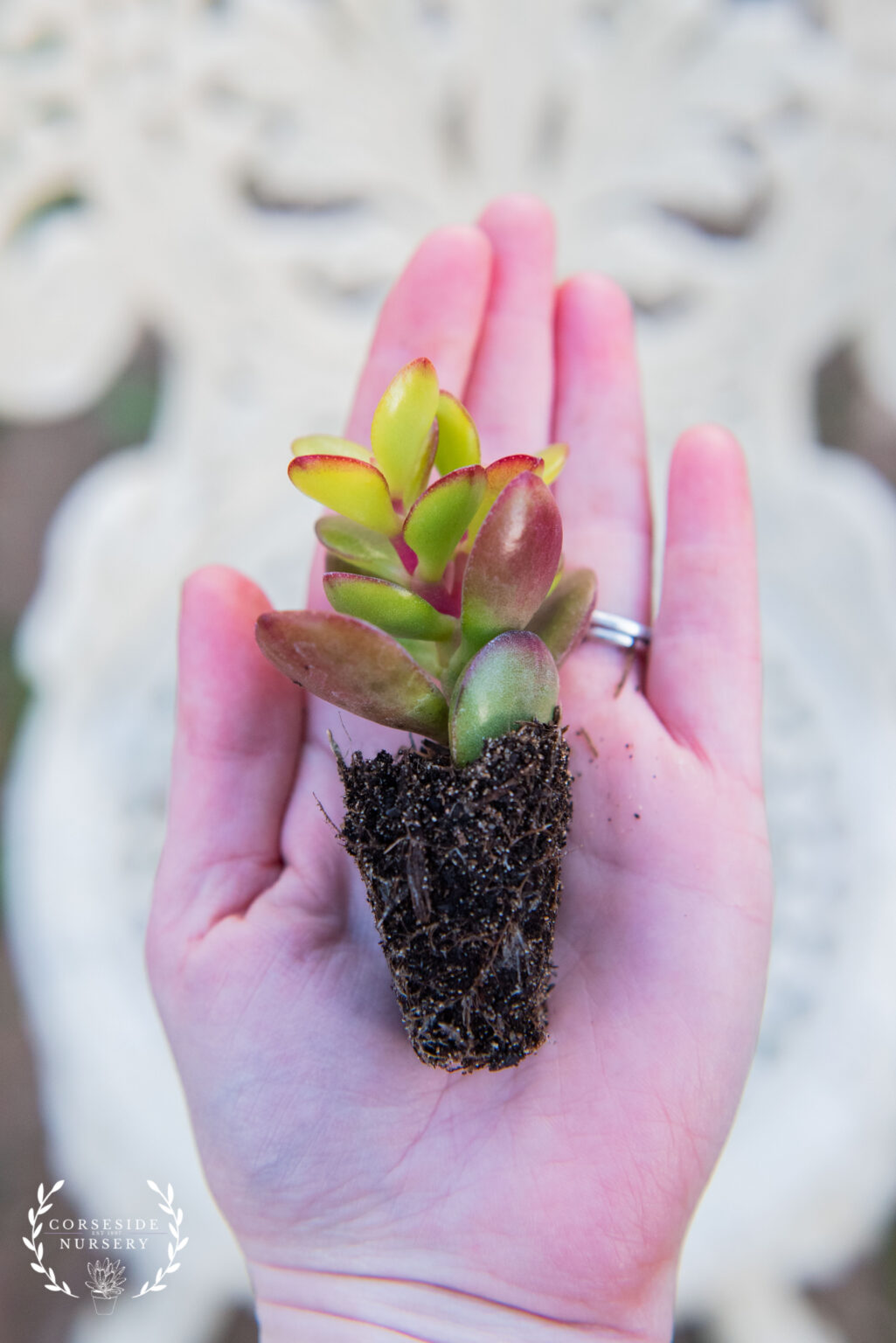 Crassula Ovata Minima – (UK Grown Succulents) – Mini Money Plant ...