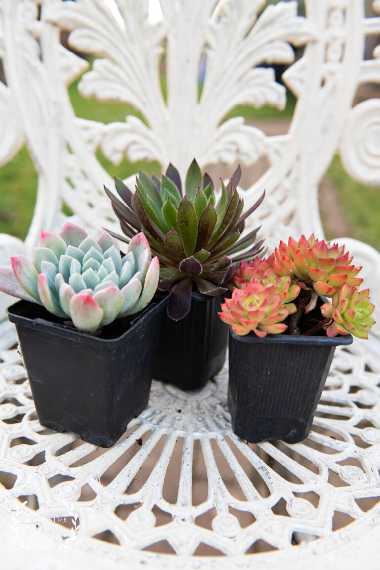 Succulent Chameleon Collection – Colour Changing UK Grown Succulents ...