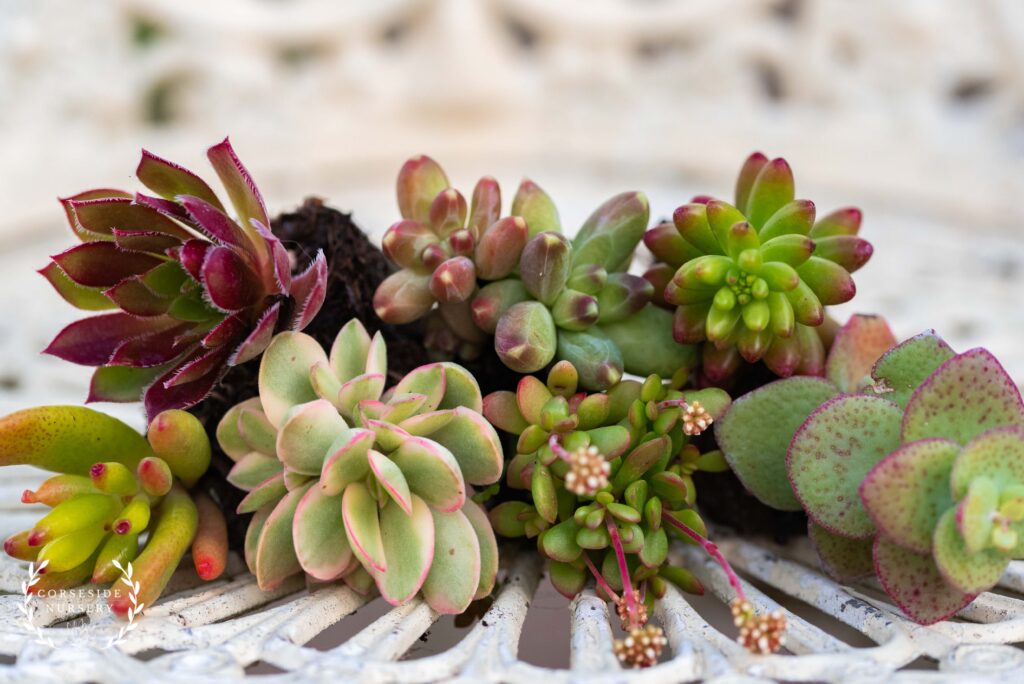 Succulent Chameleon Collection – Colour Changing UK Grown Succulents ...