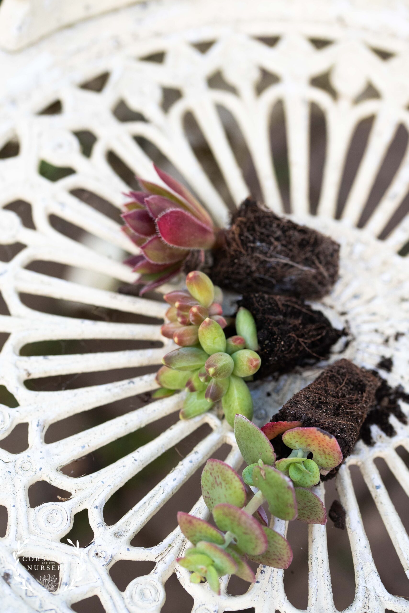 Succulent Chameleon Collection – Colour Changing UK Grown Succulents ...