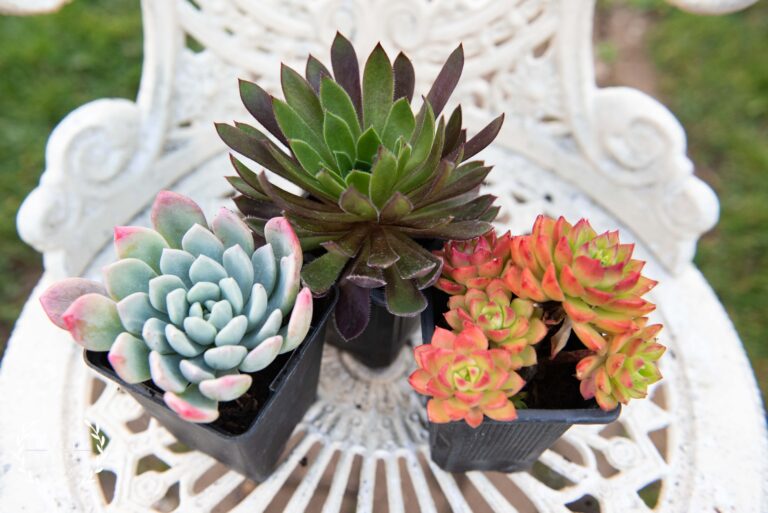 Succulent Chameleon Collection – Colour Changing UK Grown Succulents ...