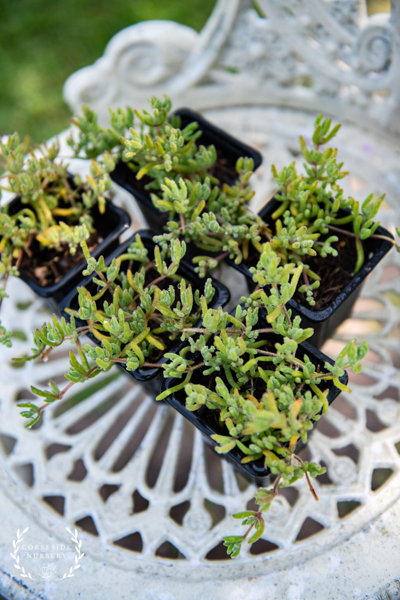 Drosanthemum Sp. – Pale Pink/White – Fast Growing – Trialing Ice Plant ...