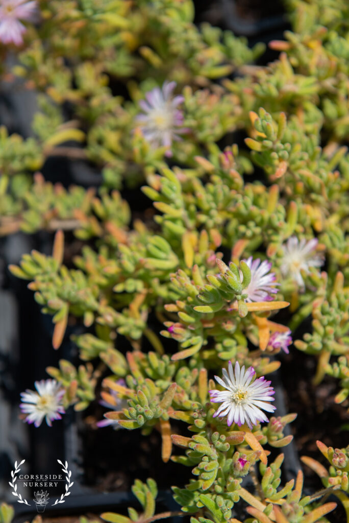Drosanthemum Sp. – Pale Pink/White – Fast Growing – Trialing Ice Plant ...