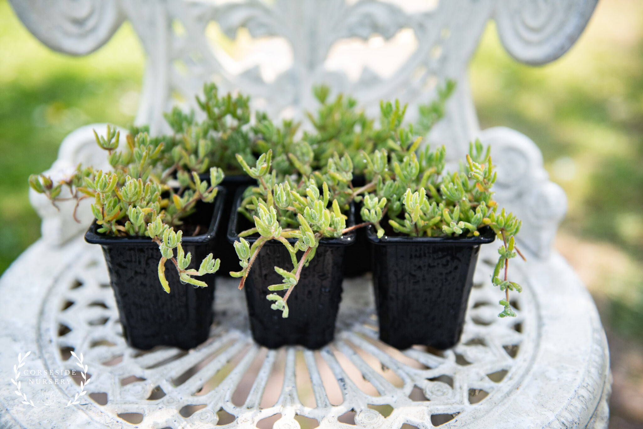 Drosanthemum Sp. – Pale Pink/White – Fast Growing – Trialing Ice Plant ...