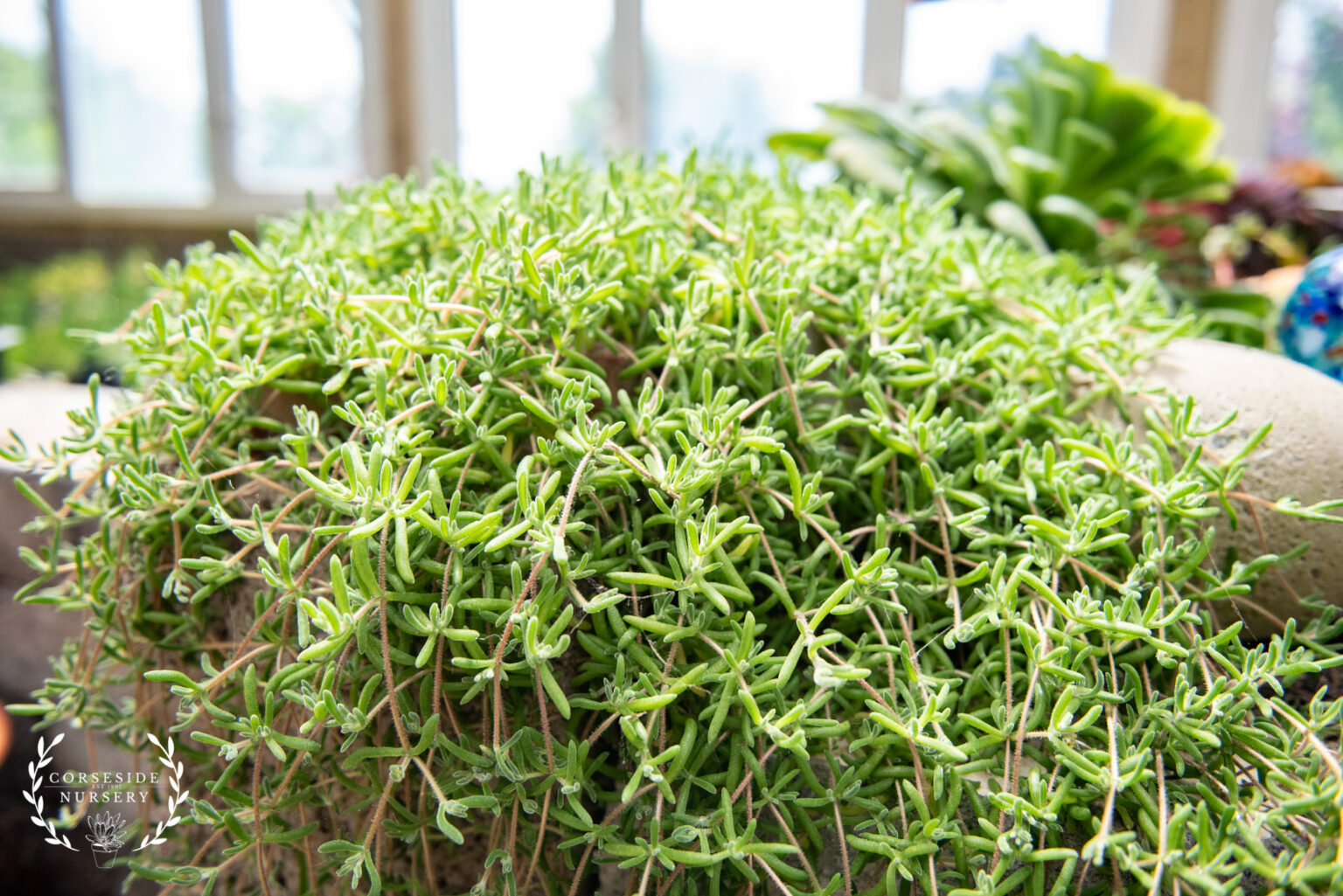 Drosanthemum Sp. – Pale Pink/White – Fast Growing – Trialing Ice Plant ...
