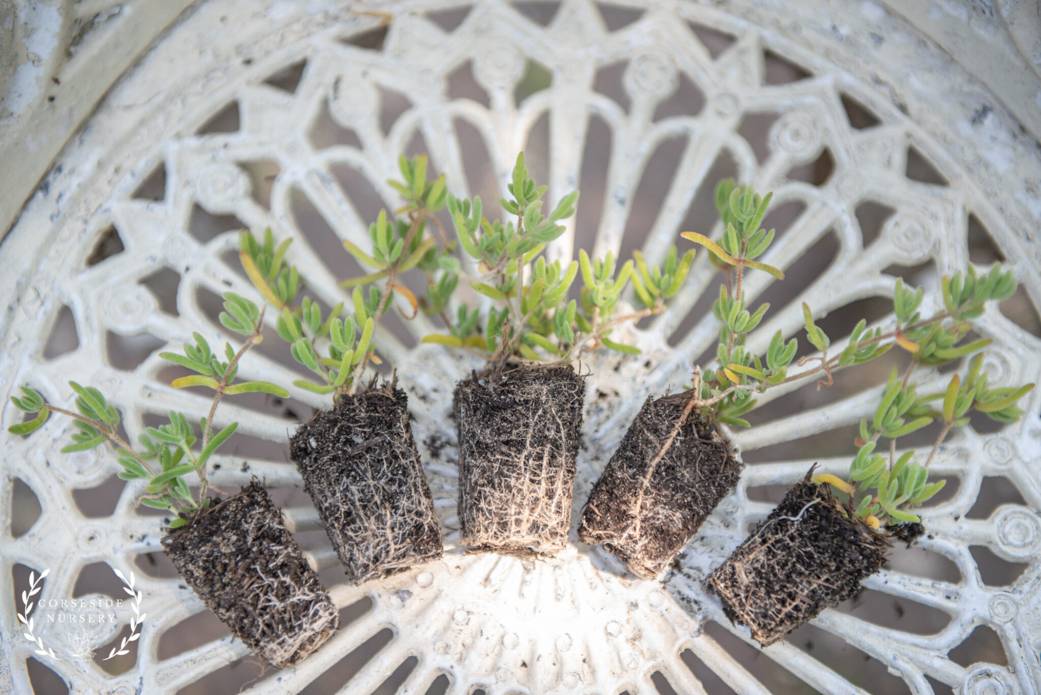 Drosanthemum Sp. – Pale Pink/White – Fast Growing – Trialing Ice Plant ...