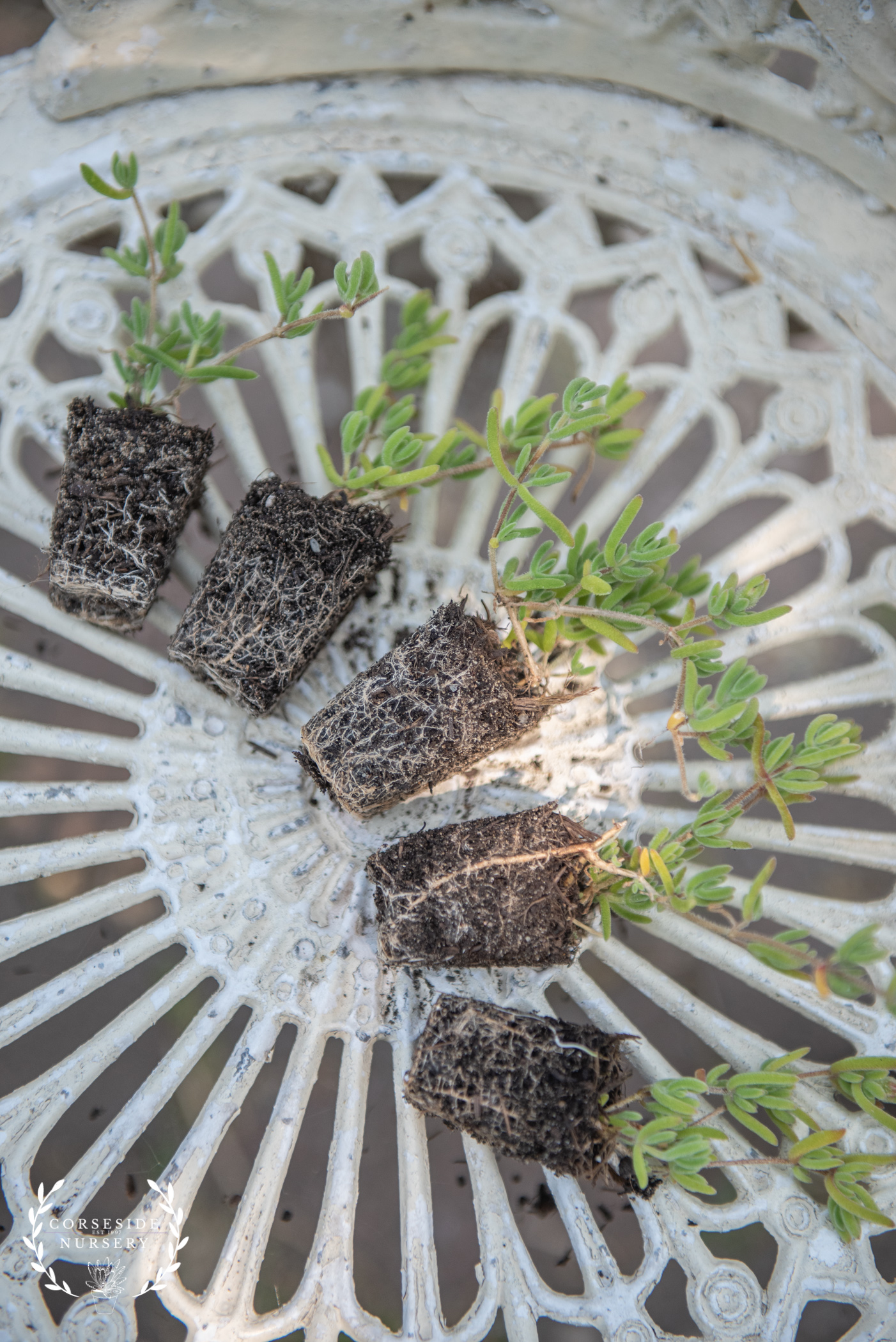 Drosanthemum Sp. – Pale Pink/White – Fast Growing – Trialing Ice Plant ...