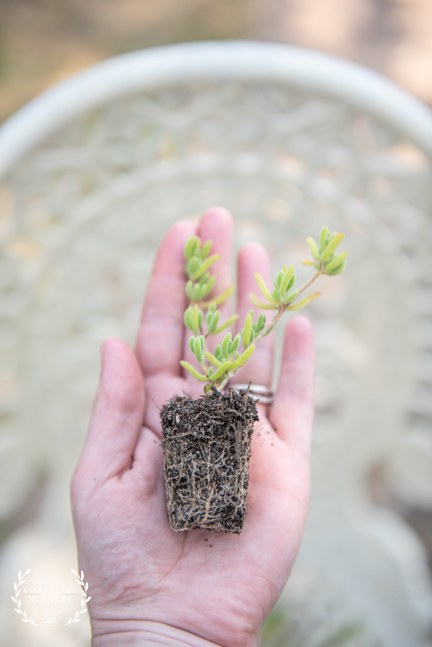 Drosanthemum Sp. – Pale Pink/White – Fast Growing – Trialing Ice Plant ...