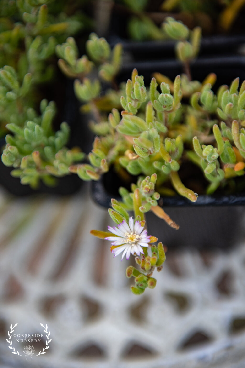 Drosanthemum – Pale Pink/White – Fast Growing – Trialing Ice Plant ...