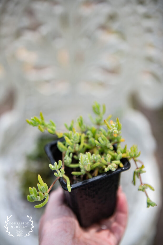 Drosanthemum Sp. – Pale Pink/White – Fast Growing – Trialing Ice Plant ...