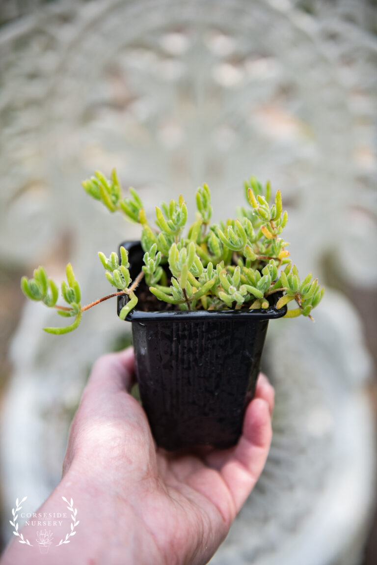 Drosanthemum Sp. – Pale Pink/White – Fast Growing – Trialing Ice Plant ...