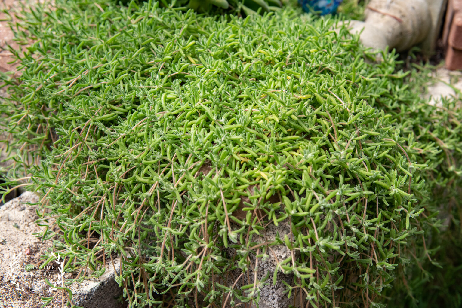 Drosanthemum – Pale Pink/White – Fast Growing – Trialing Ice Plant ...