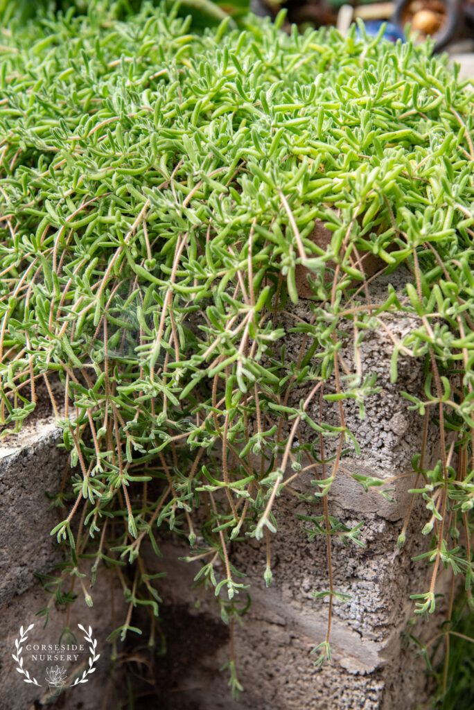 Drosanthemum Sp. – Pale Pink/White – Fast Growing – Trialing Ice Plant ...