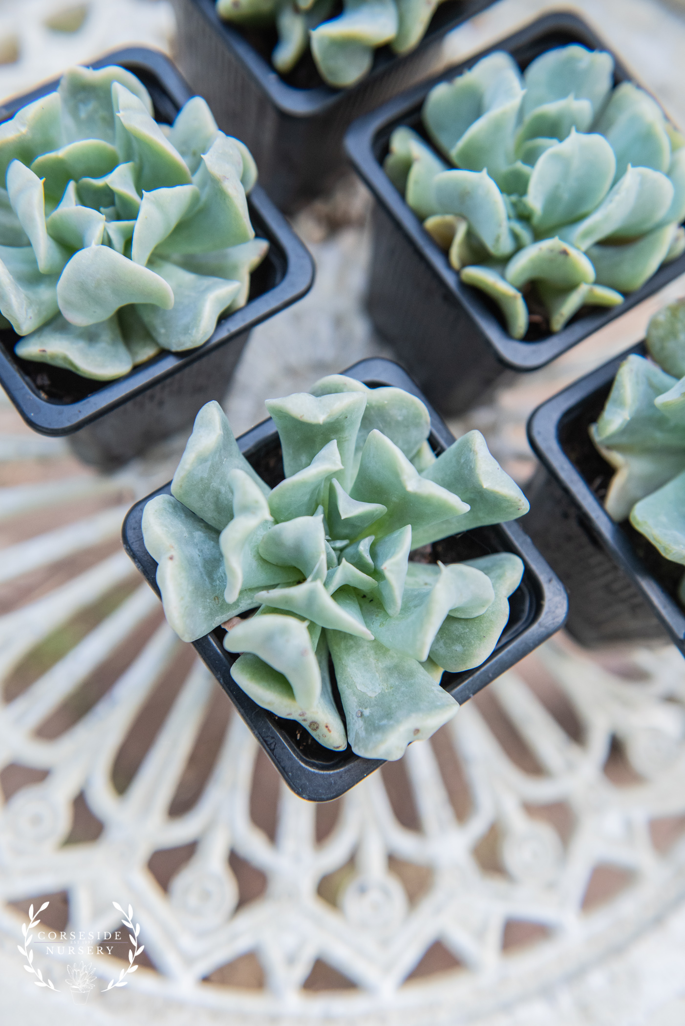 Echeveria Runyonii ‘Topsy Turvy’ – Corseside Nursery Pembrokeshire – UK ...
