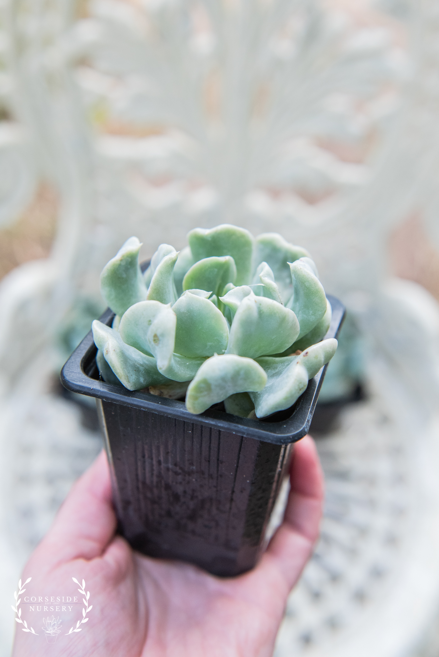 Echeveria Runyonii ‘Topsy Turvy’ – Corseside Nursery Pembrokeshire – UK ...