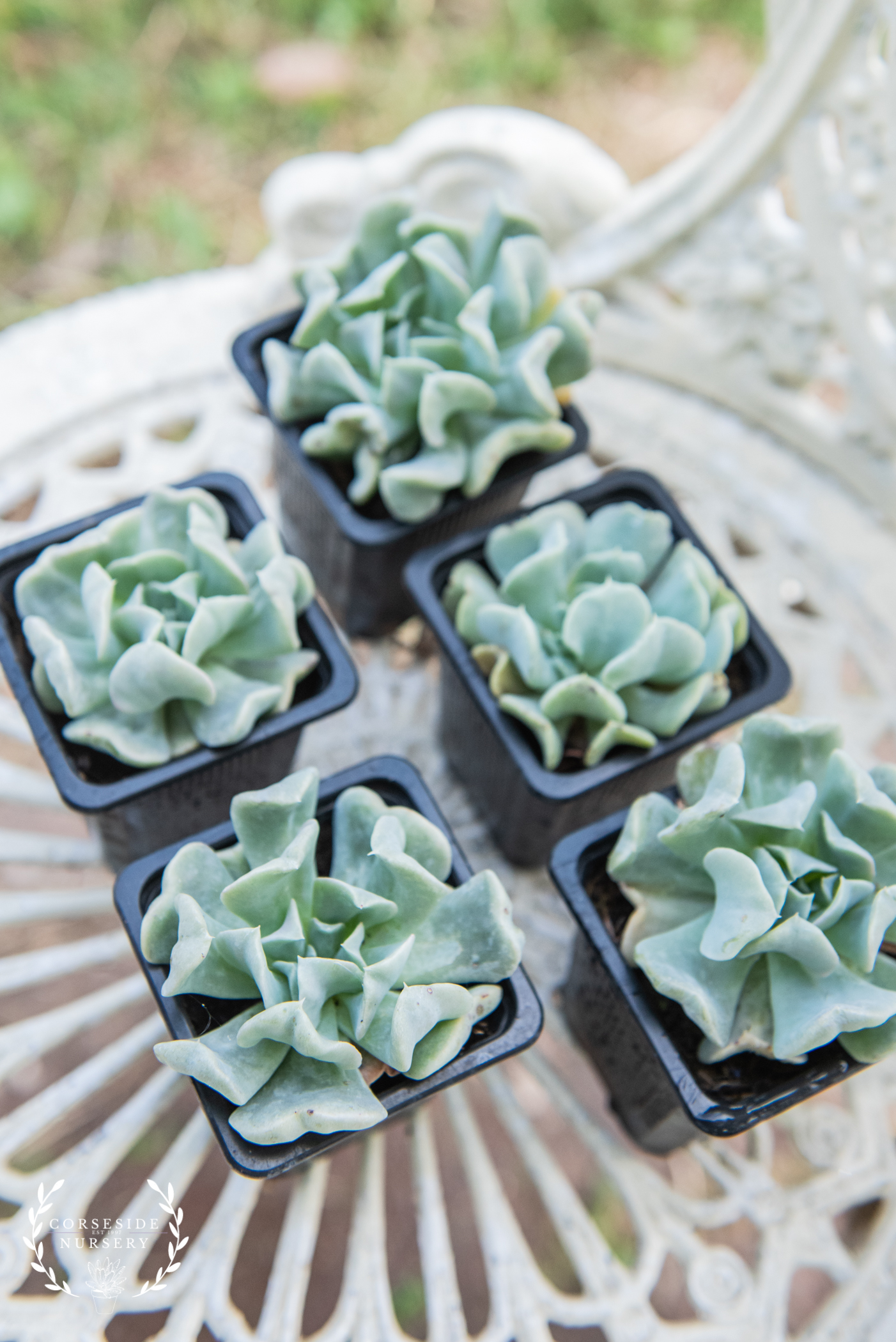 Echeveria Runyonii ‘Topsy Turvy’ – Corseside Nursery Pembrokeshire – UK ...