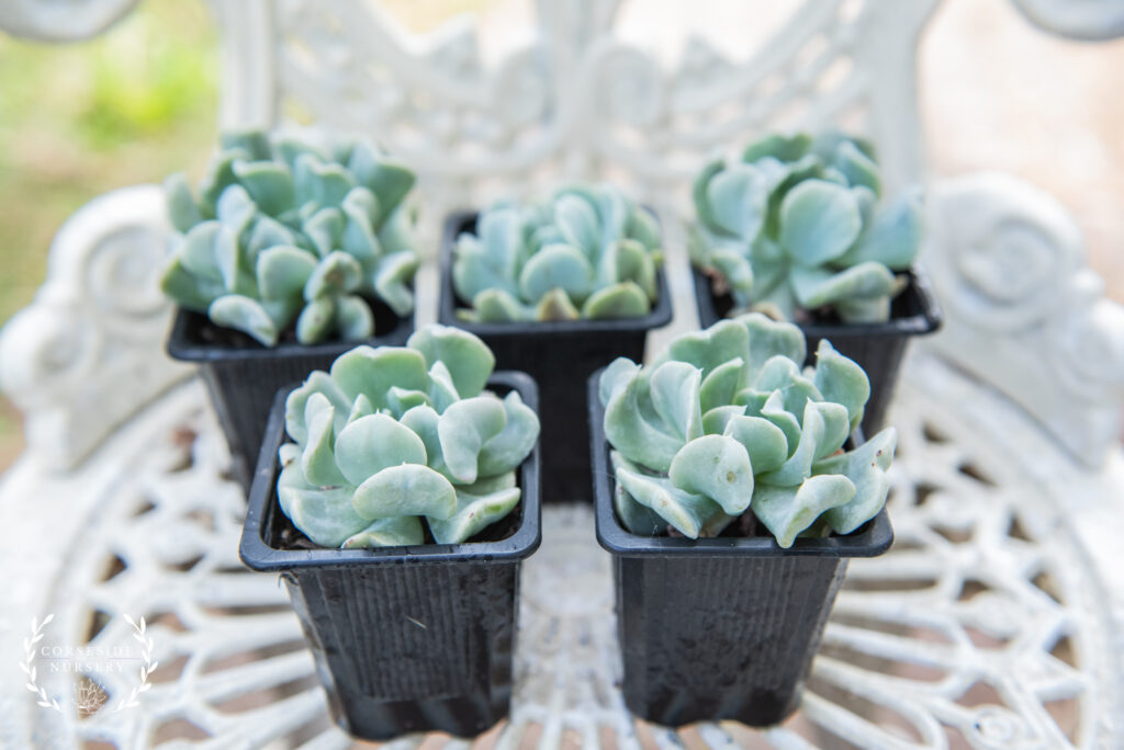 Echeveria Runyonii ‘Topsy Turvy’ – Corseside Nursery Pembrokeshire – UK ...