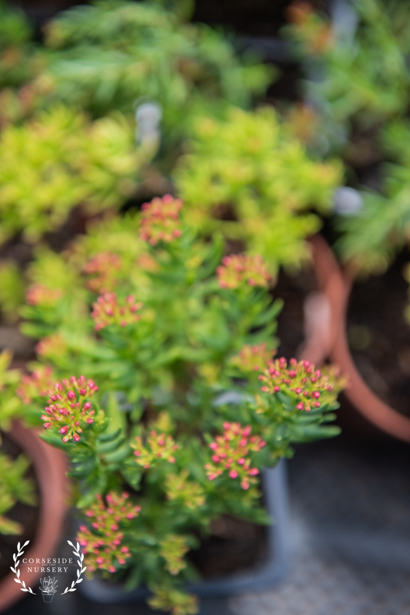 Crassula Sarcocaulis – UK Grown Hardy Tree/Shrub Succulent with Pink ...