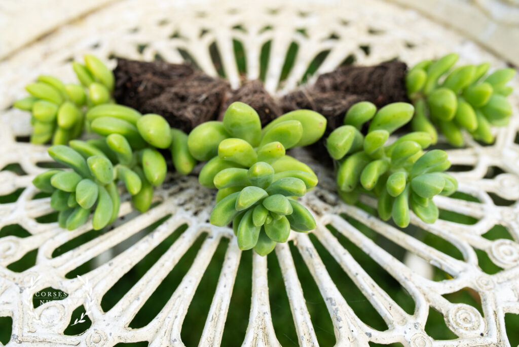 Sedum Sandra Motram – UK Grown Succulent – Corseside Nursery ...