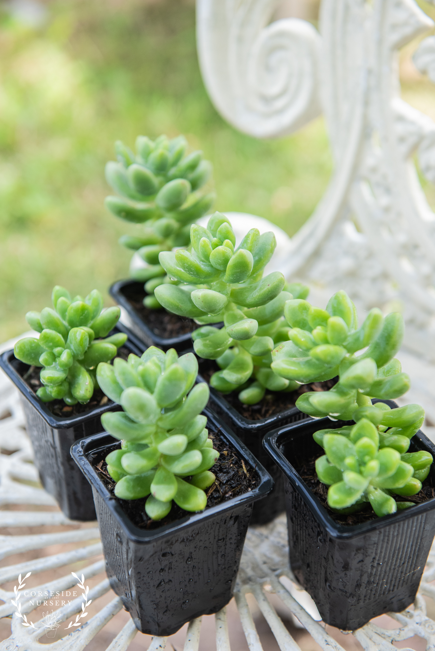 Sedum Sandra Motram – UK Grown Succulent – Corseside Nursery ...
