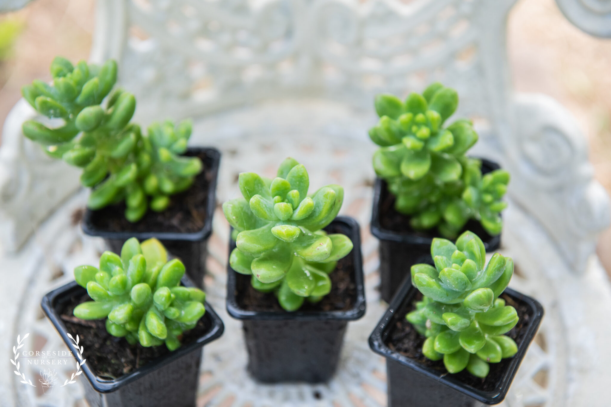 Sedum Sandra Motram – UK Grown Succulent – Corseside Nursery ...