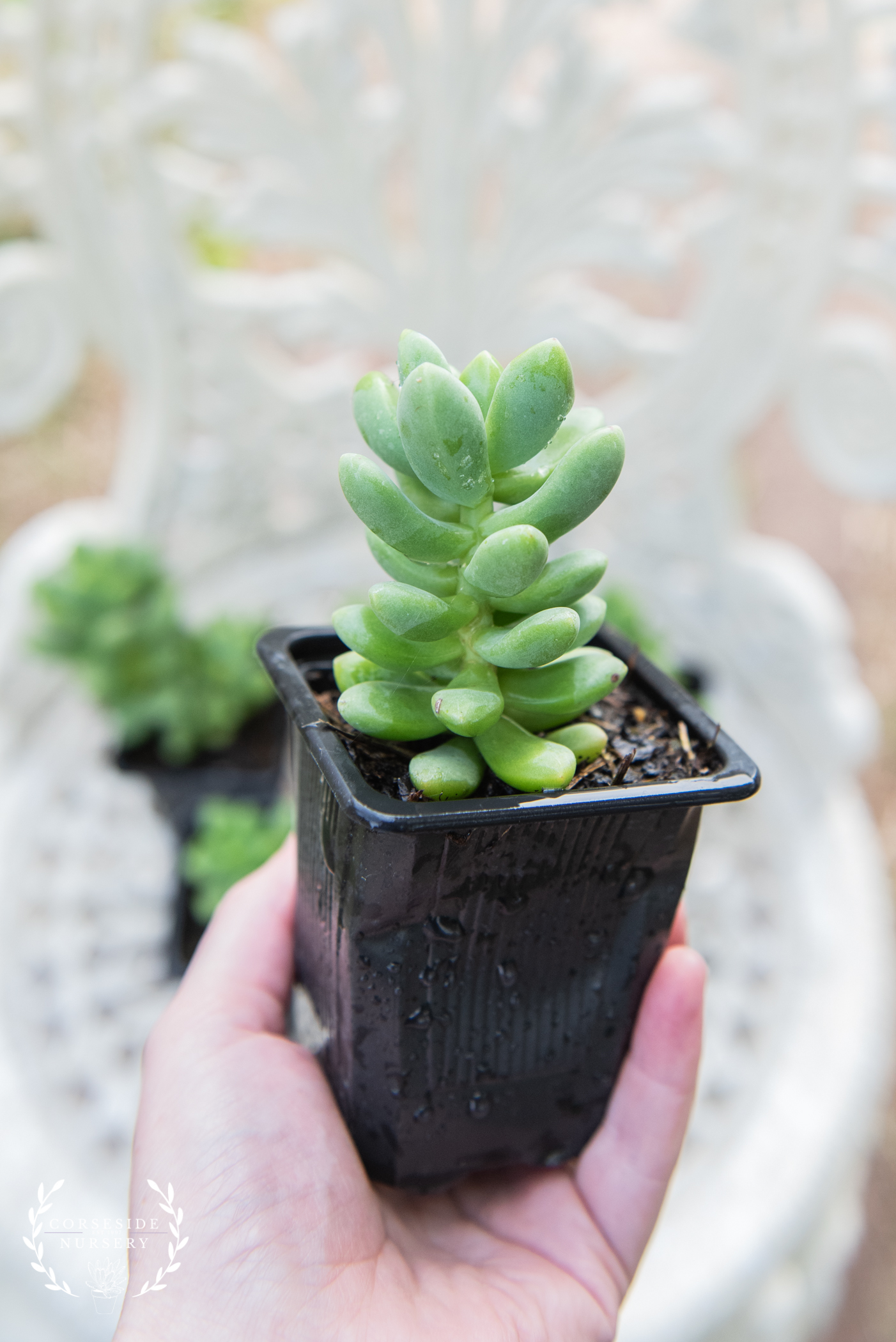 Sedum Sandra Motram – UK Grown Succulent – Corseside Nursery ...