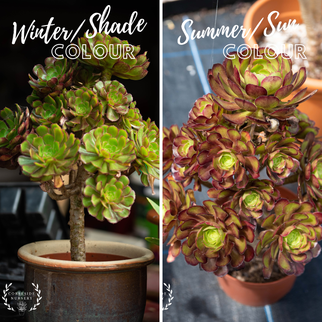 Aeonium ‘Rosie P’ – Corseside Nursery Arboreum Hybrid – Corseside ...