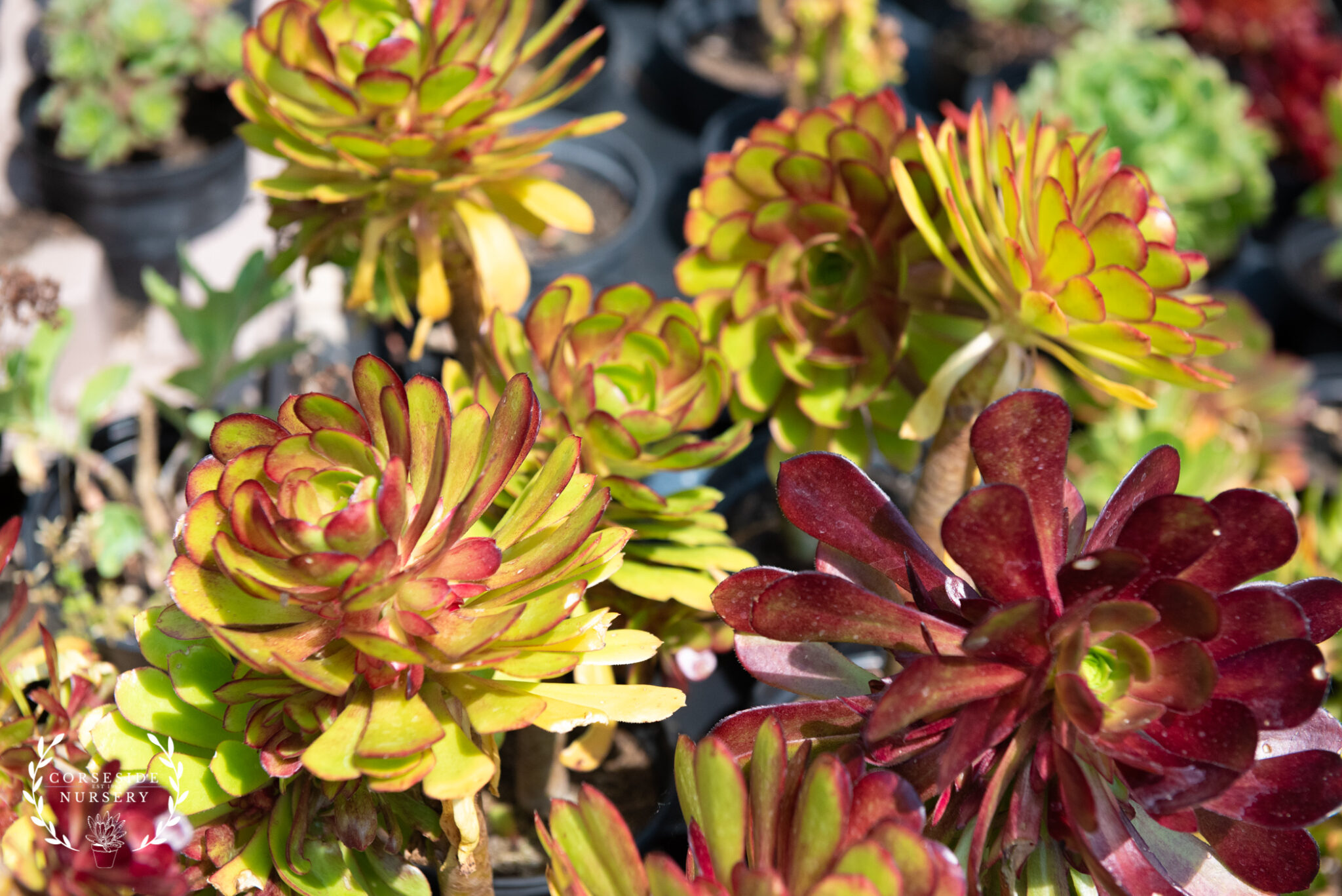 Aeonium ‘Rosie P’ – Corseside Nursery Arboreum Hybrid – Corseside ...