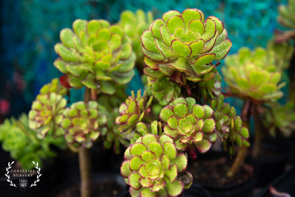 Aeonium ‘Rosie P’ – Corseside Nursery Arboreum Hybrid – Corseside ...