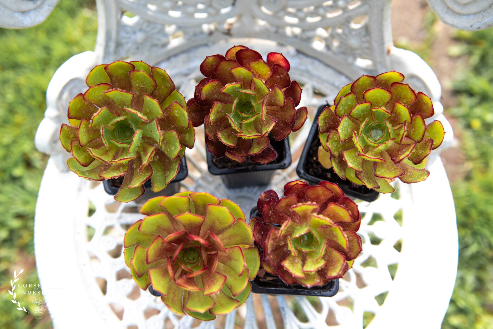 Aeonium ‘Rosie P’ – Corseside Nursery Arboreum Hybrid – Corseside ...