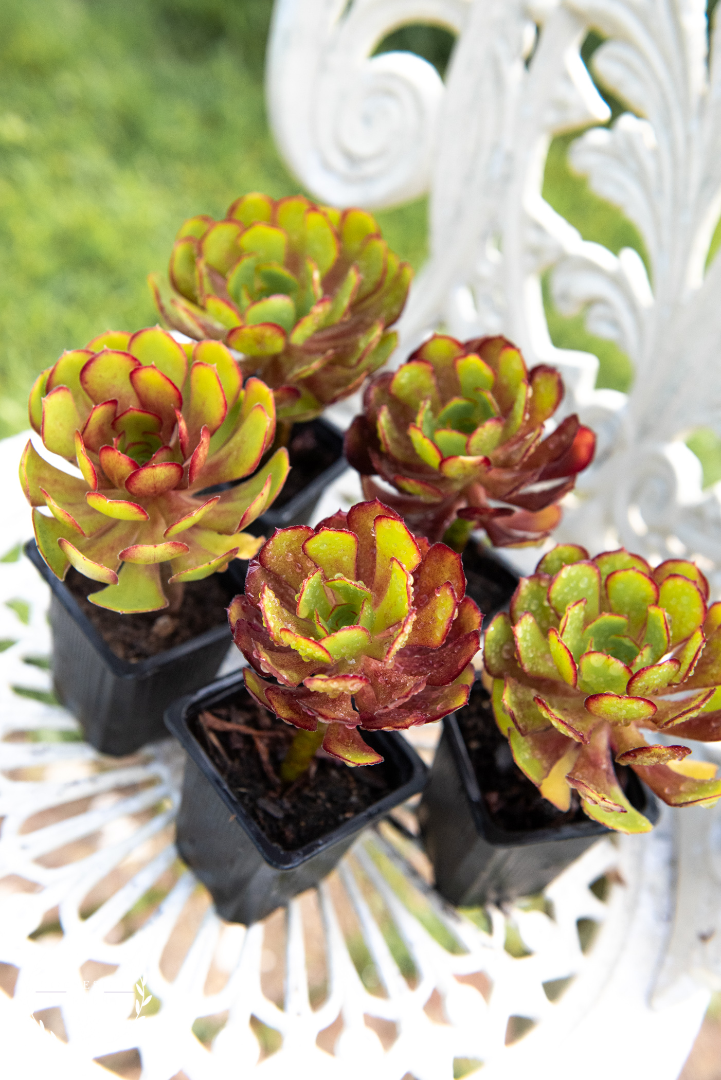 Aeonium ‘Rosie P’ – Corseside Nursery Arboreum Hybrid – Corseside ...