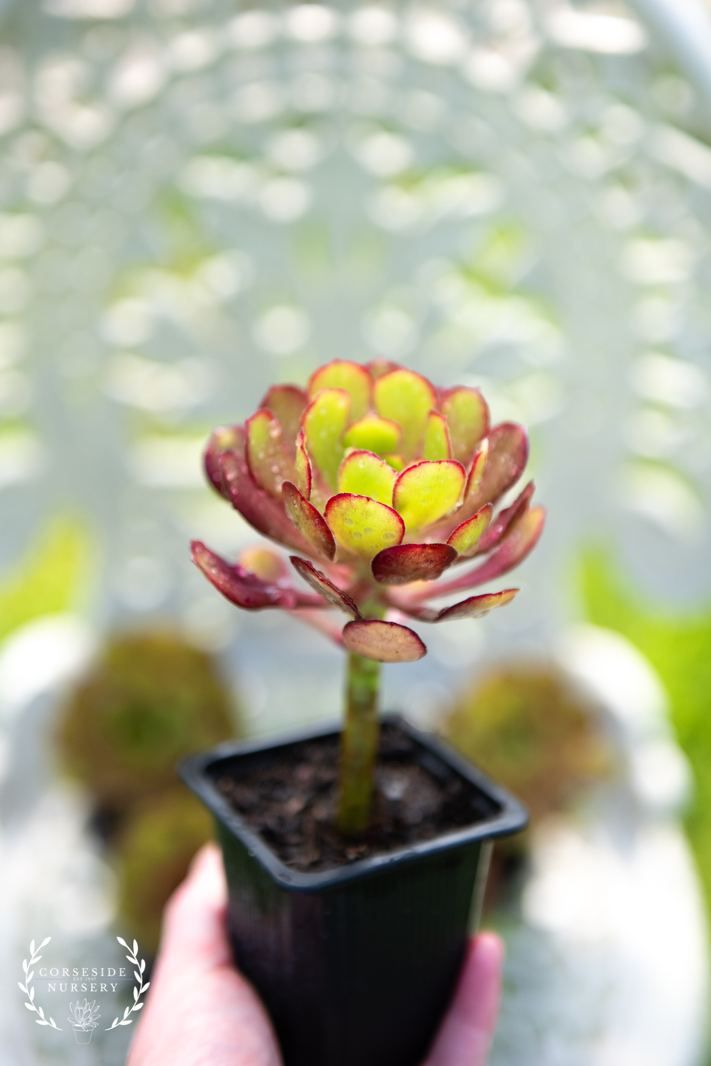 Aeonium ‘Rosie P’ – Corseside Nursery Arboreum Hybrid – Corseside ...