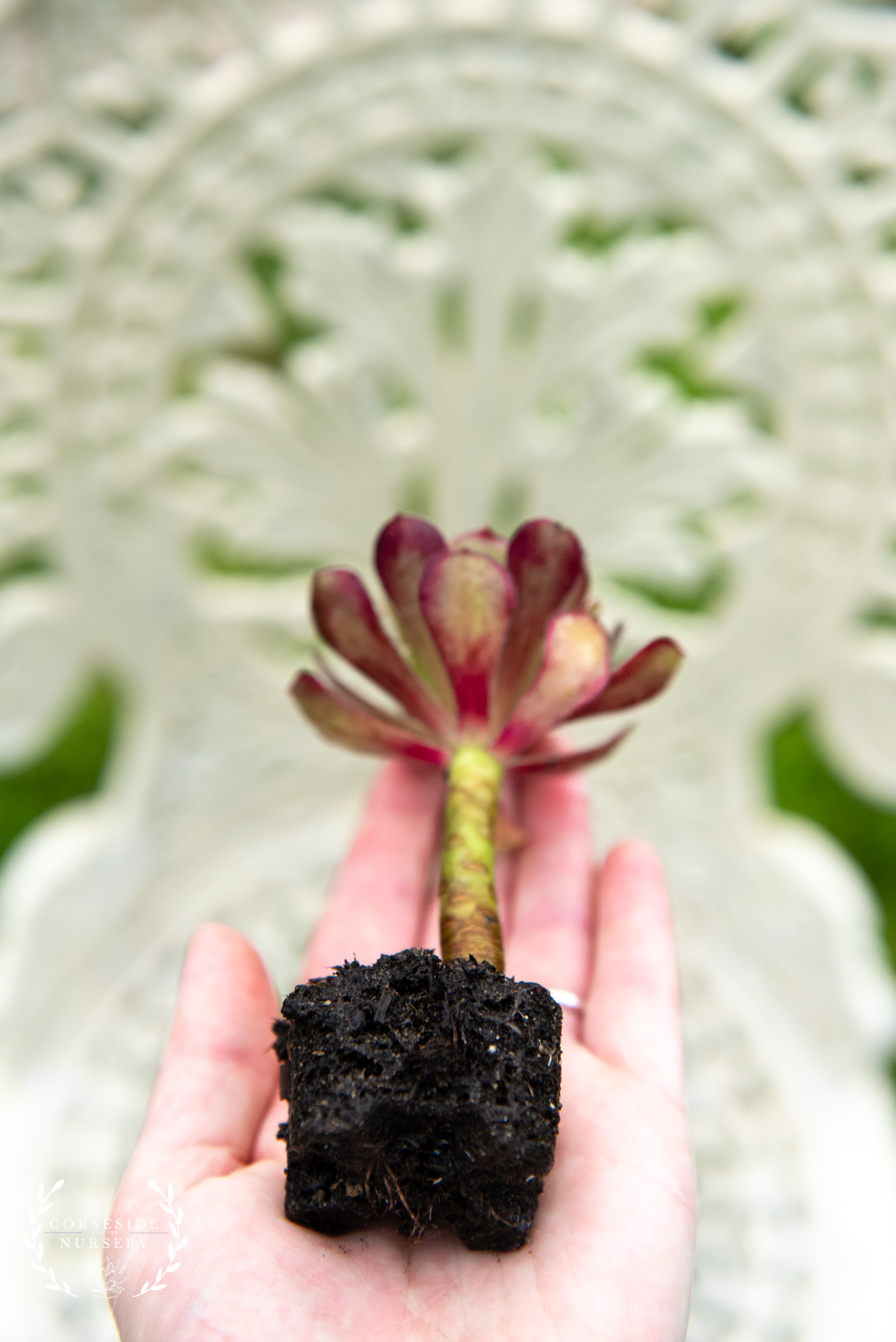 Aeonium ‘Rosie P’ – Corseside Nursery Arboreum Hybrid – Corseside ...