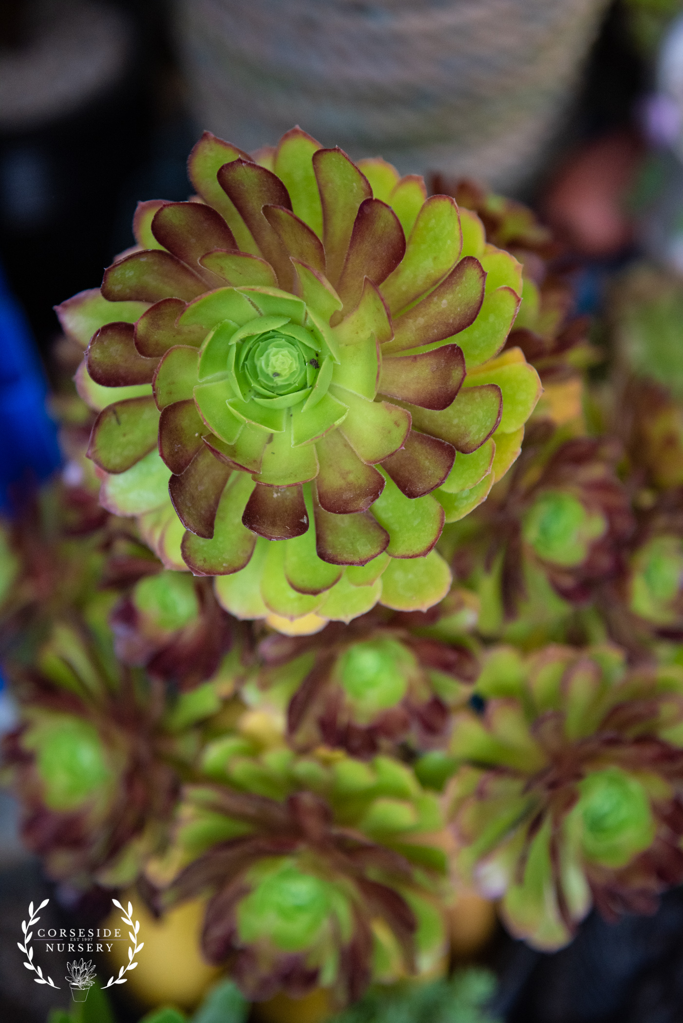 Aeonium ‘Rosie P’ – Corseside Nursery Arboreum Hybrid – Corseside ...