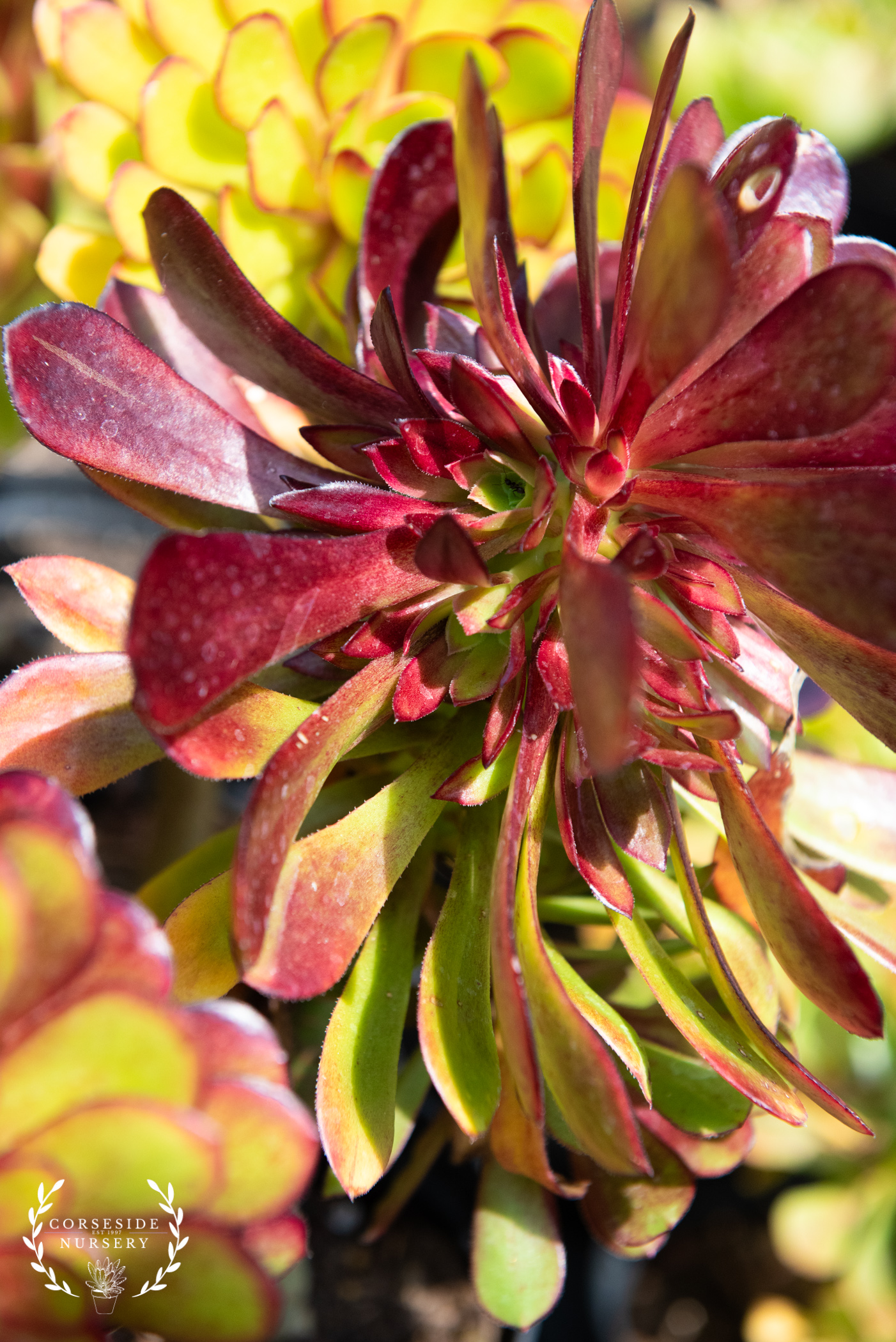 Aeonium ‘Rosie P’ – Corseside Nursery Arboreum Hybrid – Corseside ...