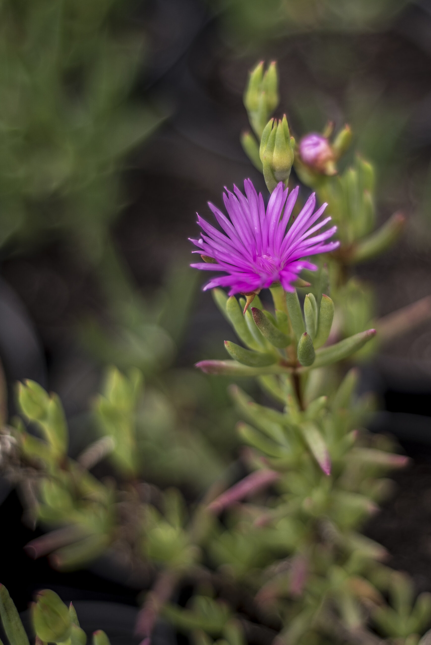 Cerise Pink Lampranthus – well rooted plug modules – Pink Hardy Ice ...