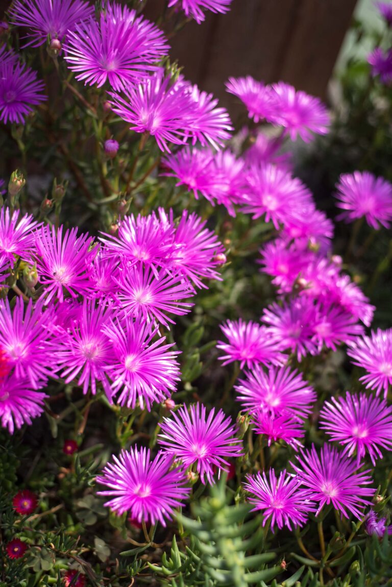 Cerise Pink Lampranthus – well rooted plug modules – Pink Hardy Ice ...