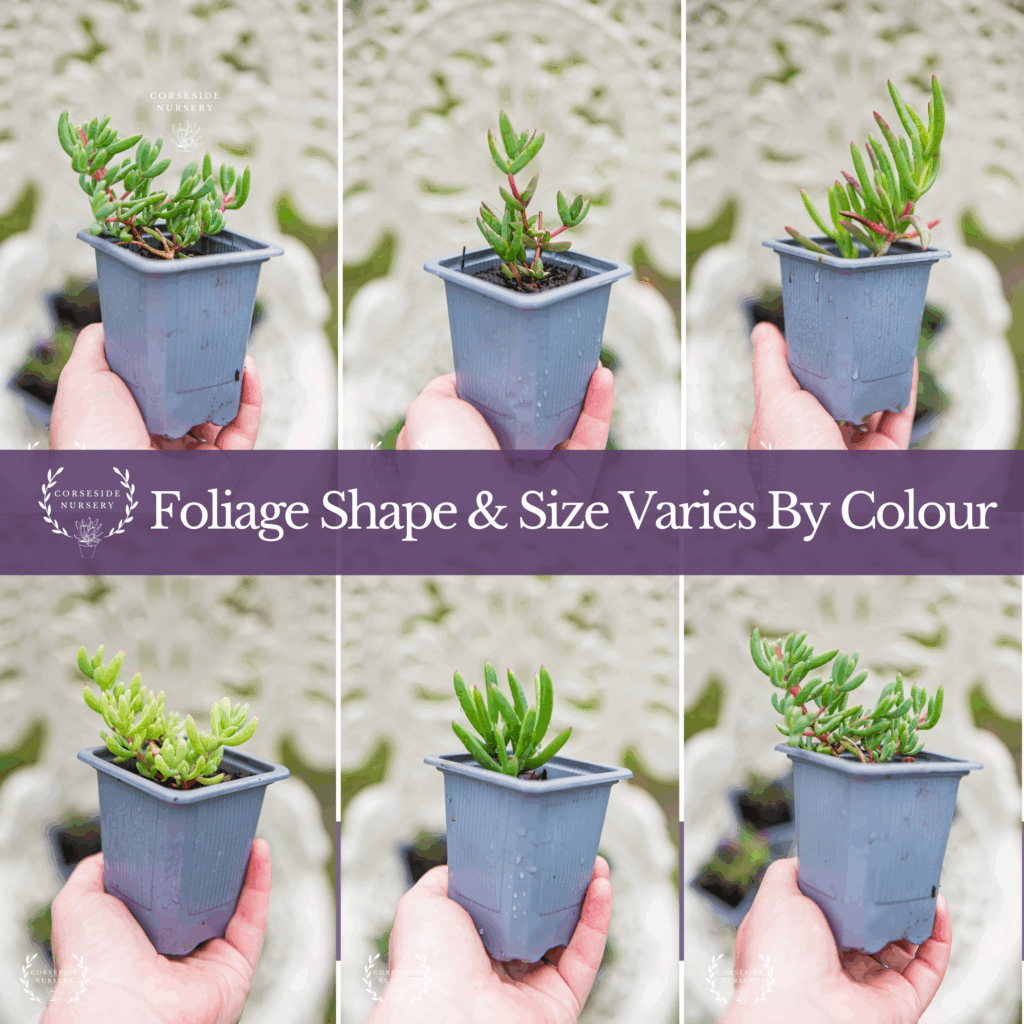 Lilac Lampranthus – well rooted plug modules – Hardy Ice Plant ...