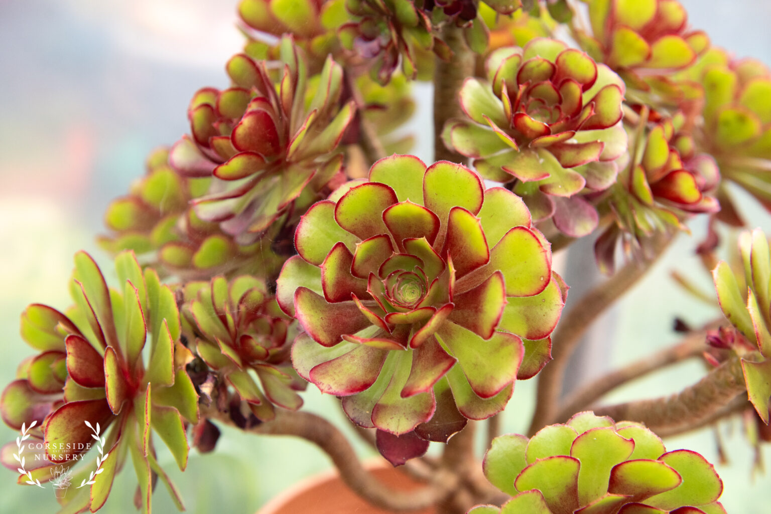 How do I stop my Aeonium growing tall and leggy? – Corseside Nursery ...