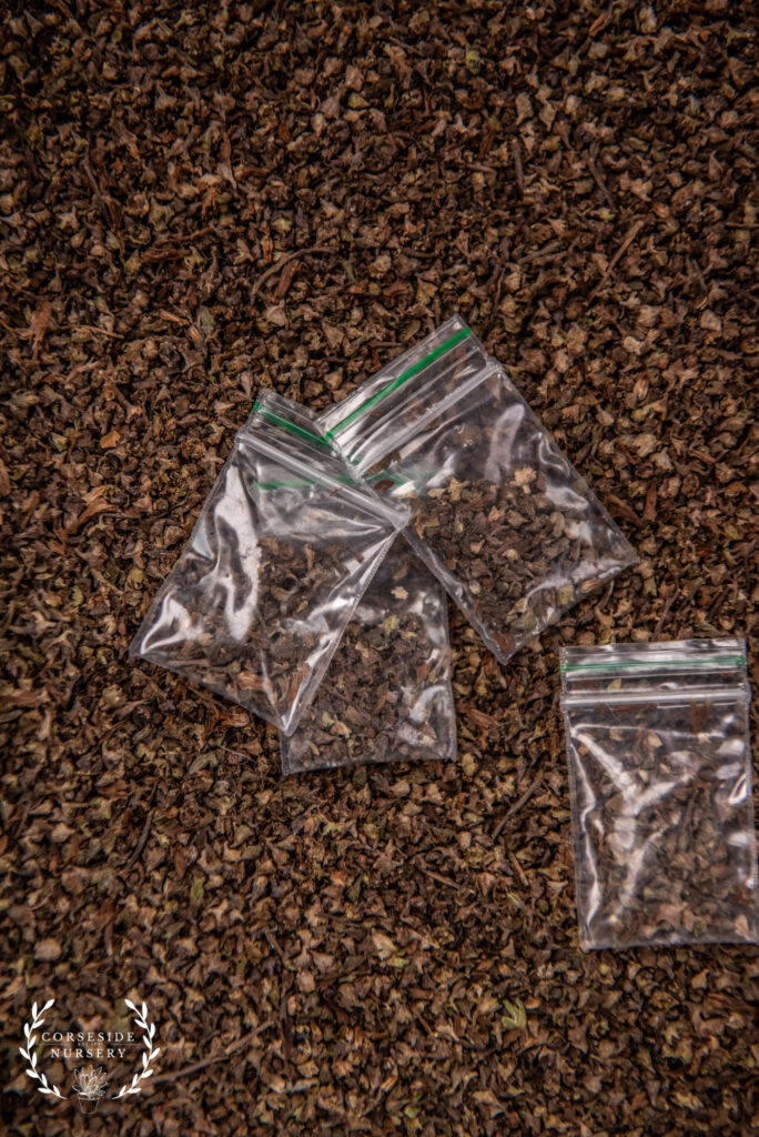 Echium Pininana Seeds – FREE POSTAGE – 11th Generation Pembrokeshire ...