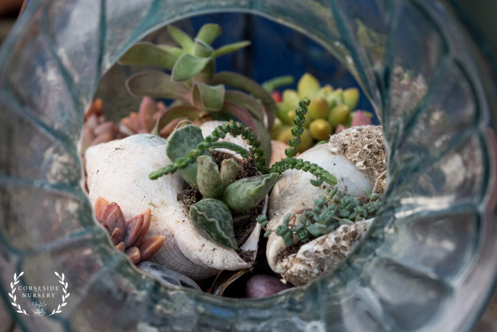 Reptile Friendly Desert / Arid – Non Toxic – Terrarium / Vivarium ...